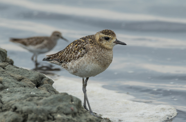 Discovering the Birds of Oahu: A Nature Lover's Paradise